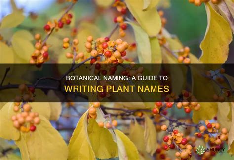 Botanical Naming A Guide To Writing Plant Names Shuncy