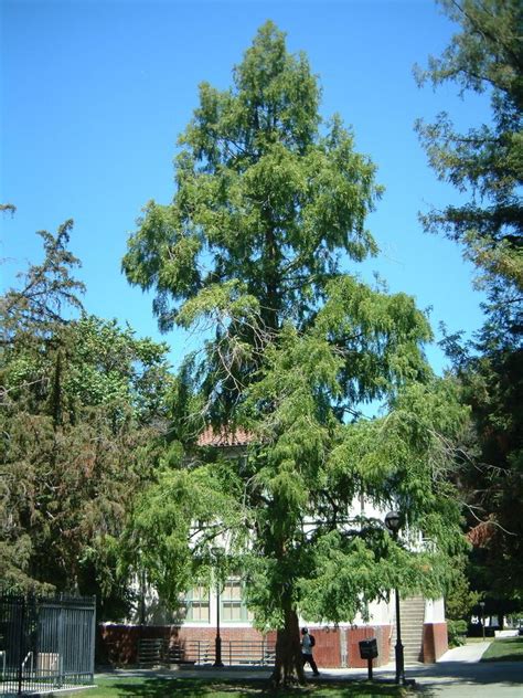Metasequoia Alchetron The Free Social Encyclopedia