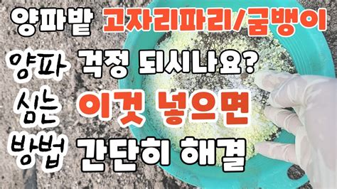양파밭고자리파리 굼뱅이 없애는 방법 초보도 고수되는 양파모종심는방법 양파모종심는시기 Youtube