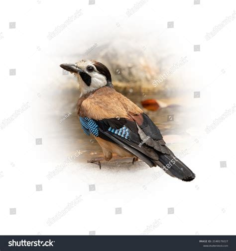 Jay Sweet Images Stock Photos Vectors Shutterstock