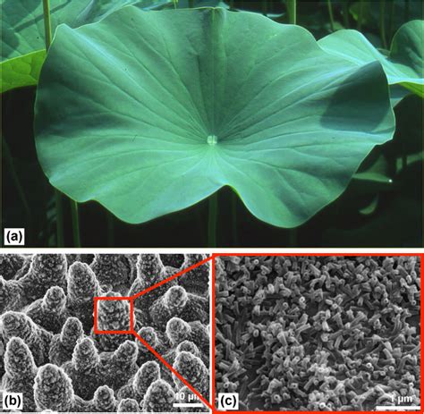 The Lotus Leaf How Nature Makes Water Repellent Materials