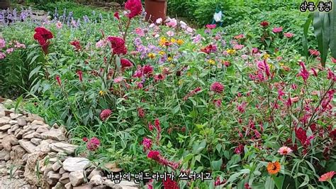 폭우가 지나간 뒤 어느 화창한 날 아침 그리고 여름꽃들 Youtube