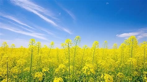 푸른 하늘을 배경으로 노란 유채밭 국내여행 꽃 꽃밭 배경 일러스트 및 사진 무료 다운로드 Pngtree