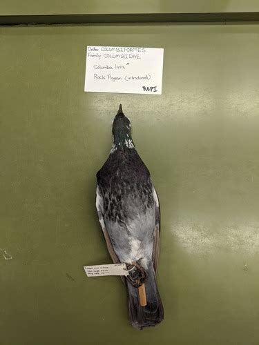 Bird Lab 2 Flashcards Quizlet