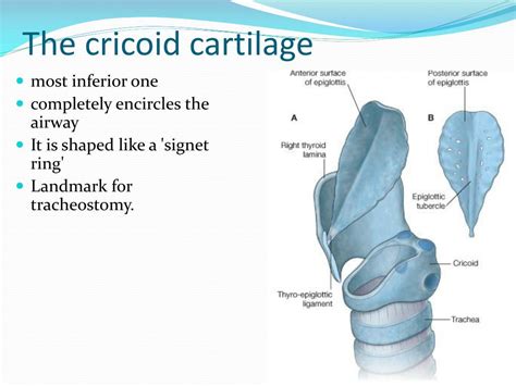 Ppt L Arynx Powerpoint Presentation Free Download Id 5370094