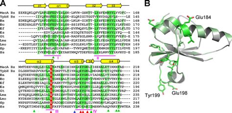 Sequence Alignment Identifies Conserved Regions In Meca A Sequence Download Scientific