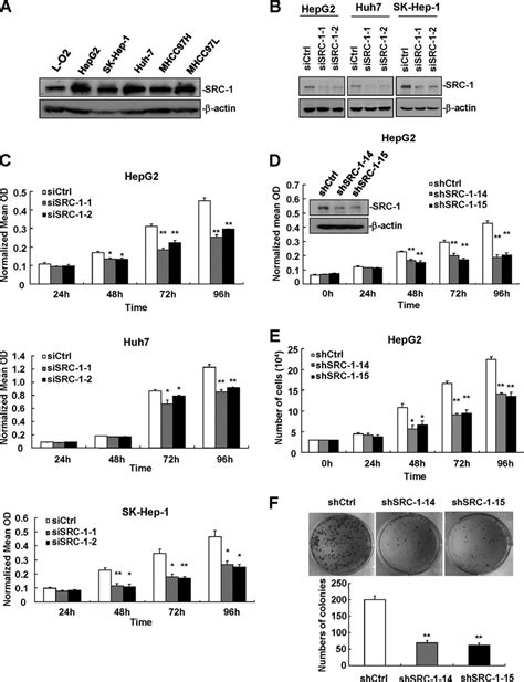 Down Regulation Of Src 1 Decreases Hcc Cell Proliferation A Protein Download Scientific