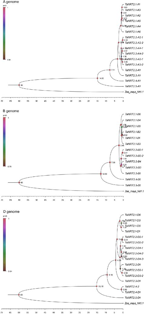 Phylogenetic Relationships And Divergence Times Of Nrt2 Genes Of Bread