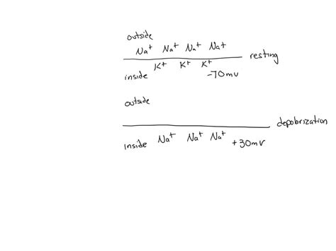 Consider The Following Three Diagrams Of A Nerve Cell Membrane They