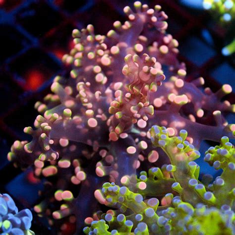 Jc Orange Monster Octo Jersey Corals