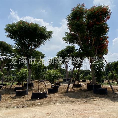 小区绿化景观树全冠凤凰木基地批发 骨架凤凰木行道树凤凰木价格 阿里巴巴 小区绿化景观树全冠凤凰木基地批发 骨架凤凰木行道树凤凰木价格 阿里巴巴