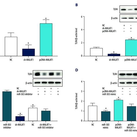 Long Chain Non Coding Rna Metastasis Related Lung Adenocarcinoma Download Scientific Diagram