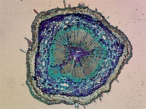 Pine Gymnosperms Ovulate Cone Showing Axis Cone With Ovuliferous Sc
