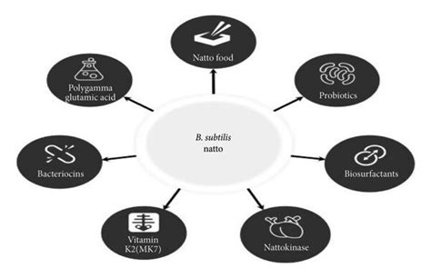 Potential Effects Of Bacillus Subtilis Natto Source [37 38] Download Scientific Diagram