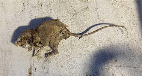 Asking For Tips To Preserve Mummified Mouse Rtaxidermy