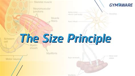 Dynamic Strength Index Practical Uses