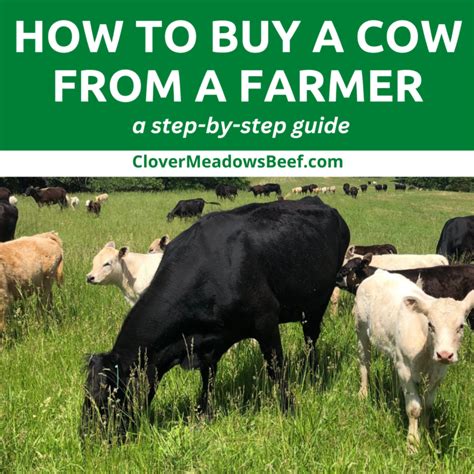 What Do Cattle Eat How Grass Provides Nutrition For Cows Clover Meadows Beef