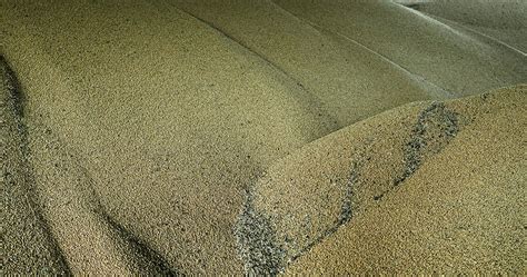 Работник пытался украсть у фермера десять тонн пшеницы Новости Mail