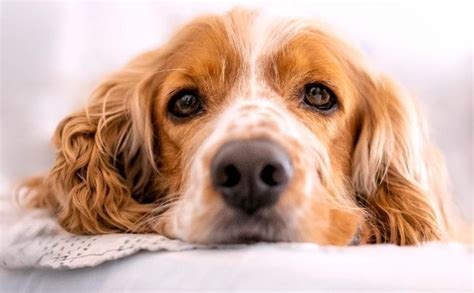 Cockapoo Vs Cocker Spaniel Is The Mix Worth It