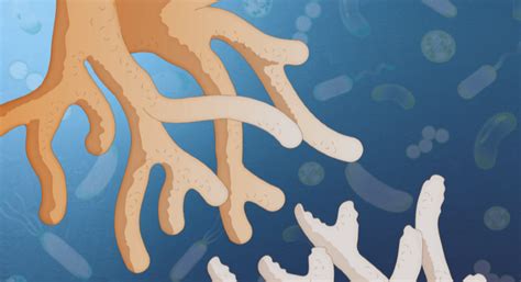 Nature Reviews Microbiology