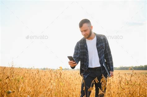 Agronomist Inspecting Soya Bean Crops Growing In The Farm Field Stock
