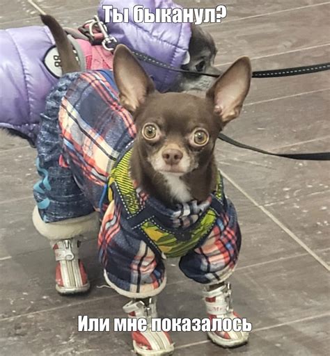 Создать мем фотографии чихуахуа чихуахуа маленькая мини чихуахуа Картинки Meme