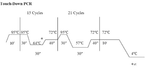 The Touch Down Pcr Program Temperature Drop Of 05˚c Per Cycle Pcr