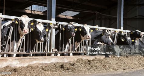 흑인과 백인 얼룩된 홀스타인 소 네덜란드에서 네덜란드 농장에 절반 오픈 창에 피드 가축떼에 대한 스톡 사진 및 기타 이미지 가축떼 건초 식물 네덜란드 Istock