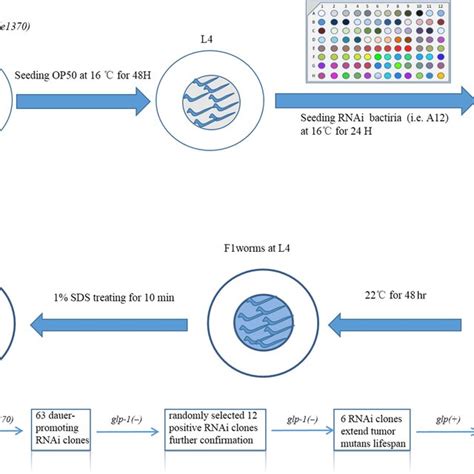 Experimental Design Of Genetic Screen A Schematic Of The Procedures Download Scientific
