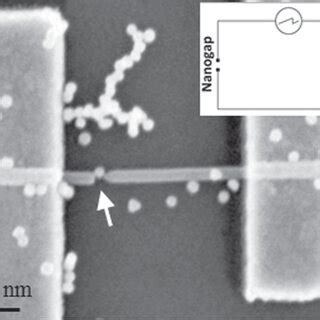 A SEM Image Of An InAsInP Heterostructure Nanowire With InP Segment Download Scientific
