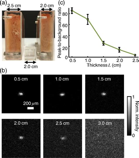 Focusing Light Through Biological Tissue And Tissue Mimicking Phantoms Up To 9 6 Cm In Thickness