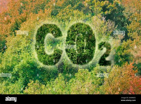 Planting More Trees Reduce The Amount Of Co2 Concept With Co2 Text