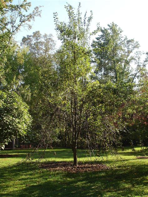 How Should I Prune This Overgrown Pear Tree Gardening Landscaping Stack Exchange