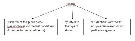 Restriction Enzymes Types Examples StudiousGuy