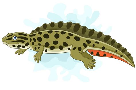 Cartoon Newt Isolated On White Background Vector Art At Vecteezy