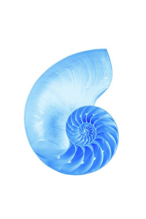 Nautilus Shell By Llectionrf