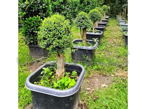 درختچه مورد تک سر محصولات گیاهان زینتی باغچه ای در