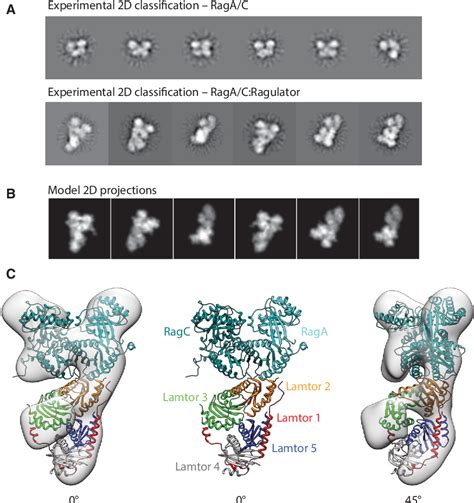 Figure 2 From Hybrid Structure Of The Ragac Ragulator Mtorc1 Activation Complex Semantic Scholar