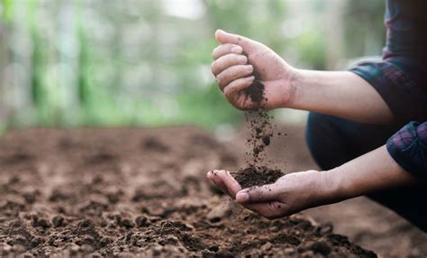 Mastering The Art Of Soil Cultivation For Beautiful Gardens
