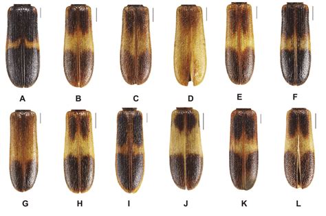 Elytral Colour Variations Of Opilo Longipilis A G Oman H J Yemen Download Scientific