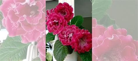 Глоксиния купить в Уфе | Товары для дома и дачи | Авито