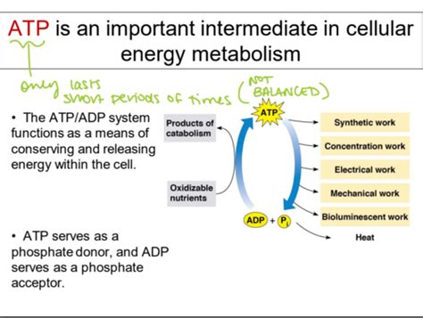 Cell Biology Lecture 9 Flashcards Quizlet