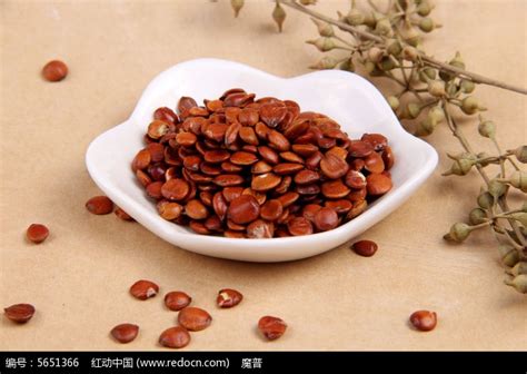 中药材酸枣仁摄影图下载 红动中国