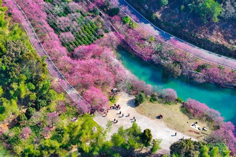 浙江長興梅花綻放醉遊人 新華網