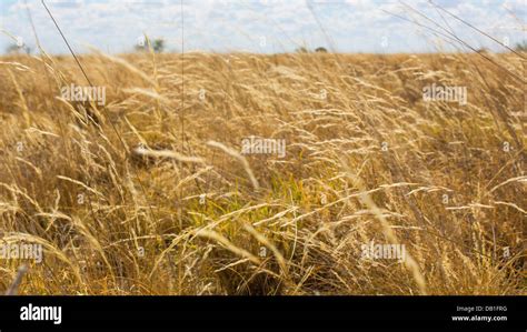 Long Dry Mitchell Grass On A Plain Of Grassland In Queenslands