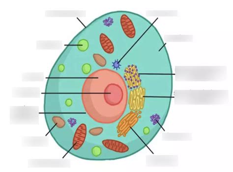 Diagram Of Label The Cell Quizlet Diagram Of Label The Cell Quizlet