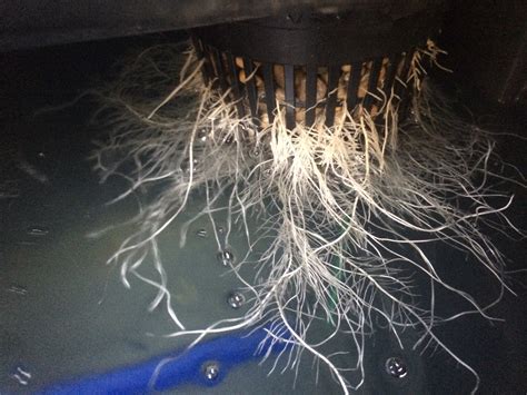 How To Save Your Hydroponic Plant From Root Rot Nosoilsolutions