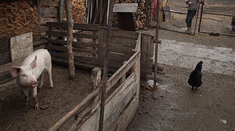 В радиус от 20 км около два големи свинекомплекса във Великотърновска област се преустановява