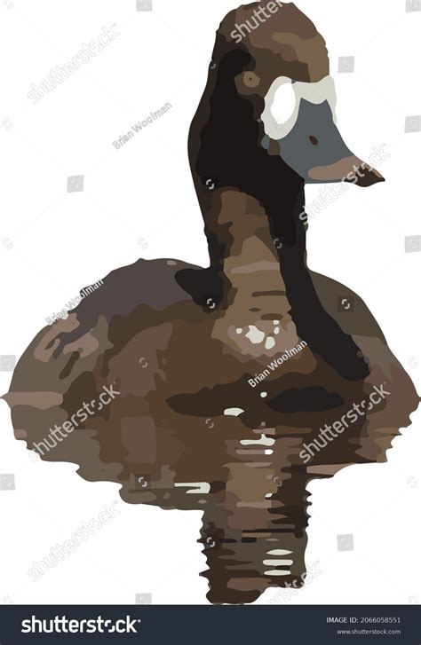 6 Scaup Duck Stock Vectors And Vector Art Shutterstock