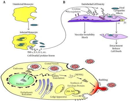 Ebola Virus Structure Genome Replication Pathogenesis Biology
